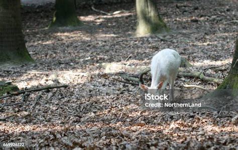 Rusa Merah Putih Mencari Makanan Di Hutan Foto Stok Unduh Gambar