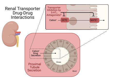 Ijms Free Full Text In Vitro Inhibition Of Renal Oct2 And Mate1