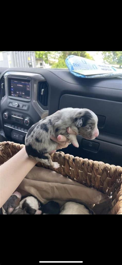 Hi everyone! This is my little pup Bowie 😊 he’s real little and I won’t get him until June 23rd ...