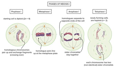 Asexual Vs Sexual Reproduction Ms Jones Website