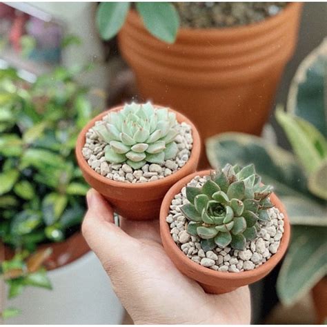 Mua Chậu đất Nung 35x6cm Trồng Sen đá Xương Rồng Mini Chậu Nâu