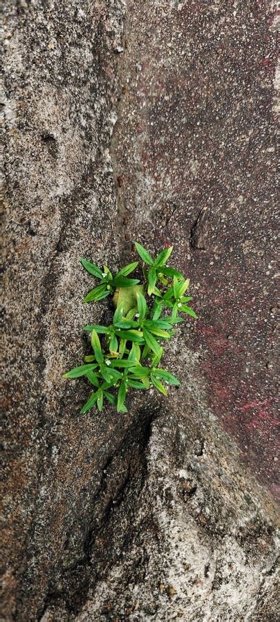 Pearl Grass Grows Abundantly Between The Cliffs Of The Waterfall Stock