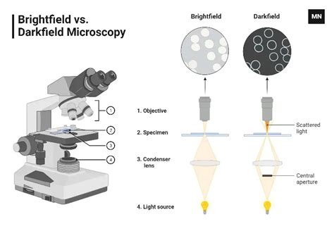 Bright Field Microscope Definition Parts Working Principle