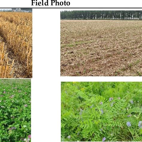 Main Types Of Soil Organic Mulch In China Download Scientific Diagram