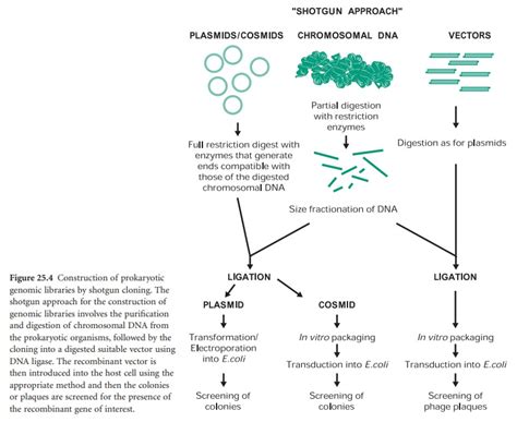Genomic Library Construction