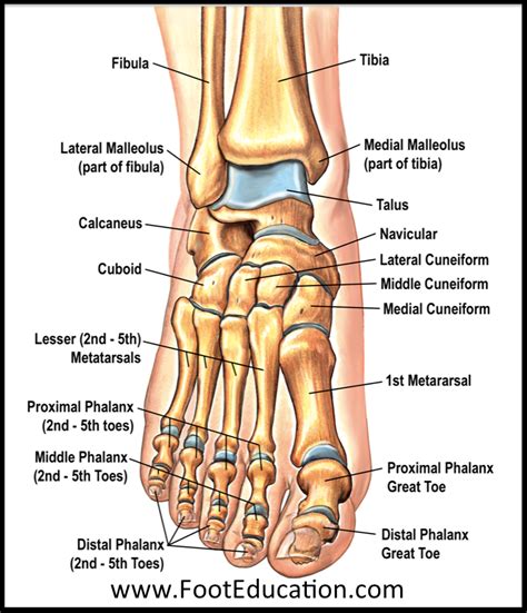 Anatomy Of The Foot Ankle Ankle Bone Diagram Anatomy Of A Foot Foot
