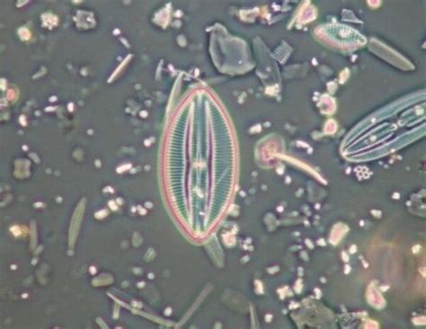 Dwaipayan Math On Linkedin Newjob Algae Diatom Biotech Plants