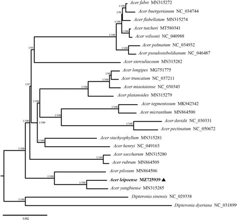 The Maximum Likelihood Ml And Bayesian Inference Bi Tree Of