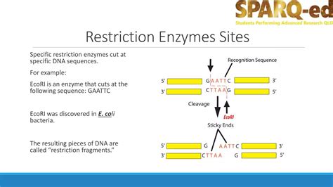 Presentation A Using Restriction Enzymes Pptx