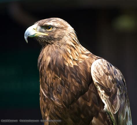 Golden Eagle Wallpaper 61 Images