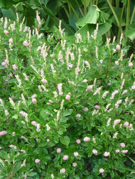 Ruby Spice Summersweet Poplar Forest Nursery