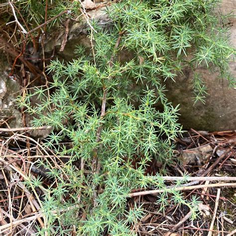 Photo Juniper Juniperus Communis
