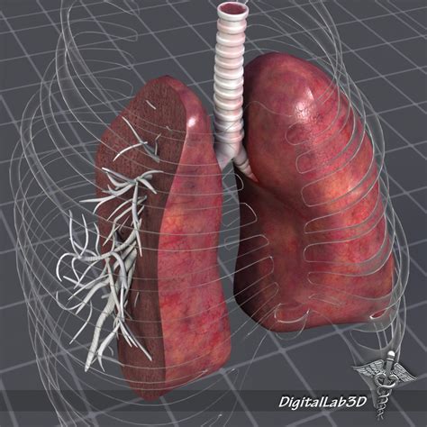Human Lungs Anatomy 3d Model