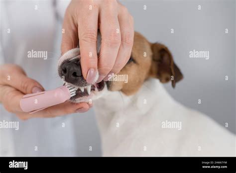 Woman Veterinarian Brushes The Teeth Of The Dog Jack Russell Terrier
