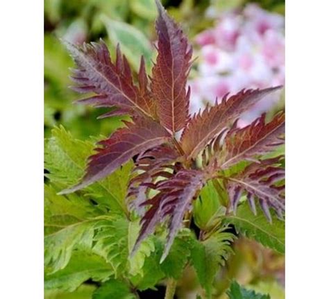 Sambucus Nigra Serenade Tuincentrum Pelckmans