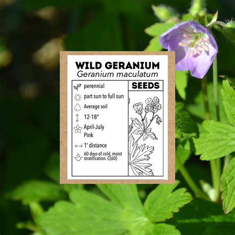 Seeds Geranium Maculatum Wild Geranium Blue Stem Natives