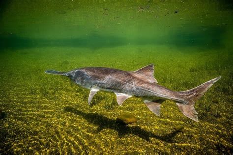 Paddlefish Fish Facts Az Animals