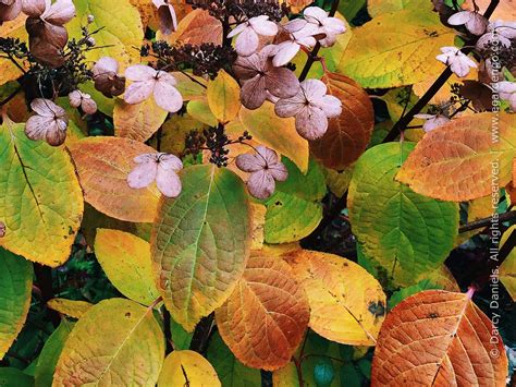 Hydrangea Paniculata Bulk Quick Fire®