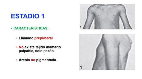 Tanner Desarollo Mamario Youtube