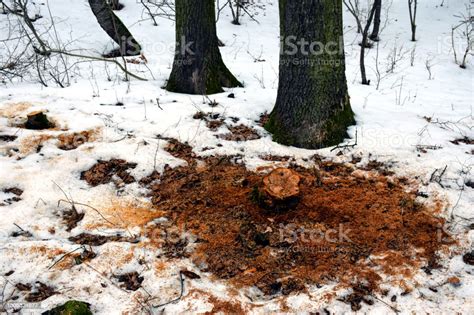 겨울에 숲에 누워 나무 줄기를 잘라 환경 손상 및 파괴 자연 오염 개념 0명에 대한 스톡 사진 및 기타 이미지 0명 1월