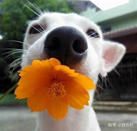 笑话精选 知乎