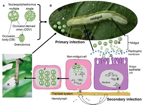 Frontiers Covert Infection Of Insects By Baculoviruses