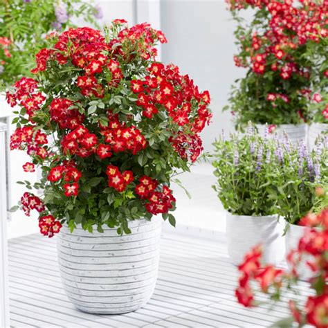 Rosa Everglow Ruby Mr Middleton Garden Shop