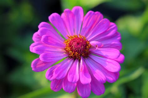 Common Zinnia Pink Flower Free Photo On Pixabay