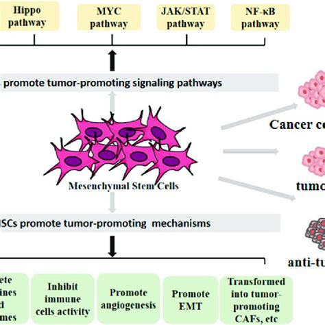 Mesenchymal Stem Cells Mscs Promote Tumor Progression Through