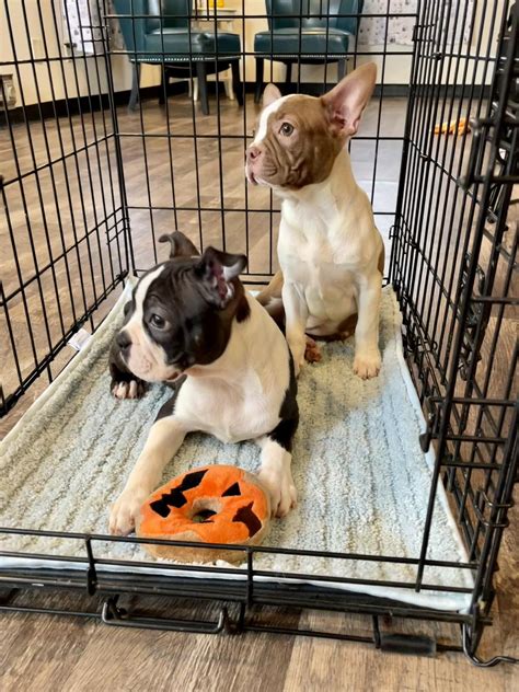 Welcome To The Pack Jack And Jill Leias Hope