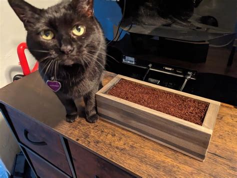Day One Of Growing Cat Grass With Kat Rfruitbatcats