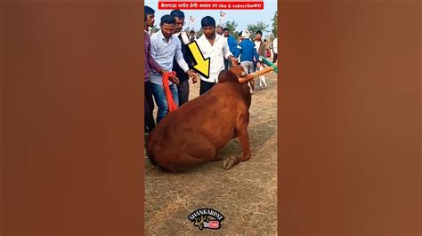 बैल कसा खाली बसला आणि मग उठला तर नांदच केला कर हर मैदान फतेह