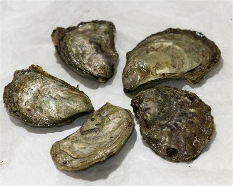 Ts From The Sea Shellfish As An Ecosystem Service Encyclopedia Of