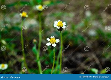 Group Of Tridax Procumbens Grass Flowers Herb Growing Up On The Roadside In Countryside Look