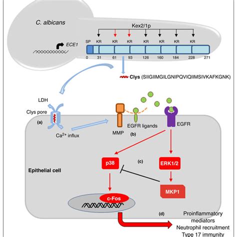 Pdf Candidalysin Discovery And Function In Candida Albicans Infections