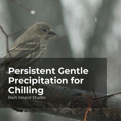 Persistent Gentle Precipitation For Chilling Various Composers Por