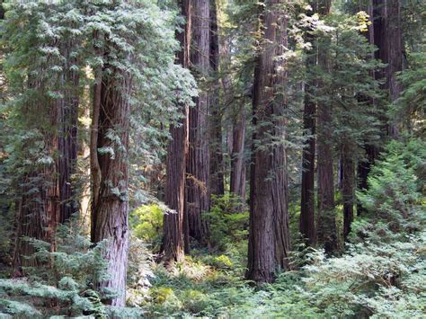 Core Hub Pacific Redwoods Learning Tour Redwoodcorehub