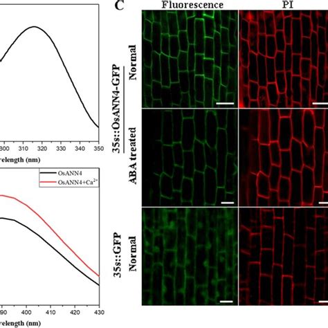 Analysis Of The Subcellular Localization And Ca²⁺ Binding Download Scientific Diagram