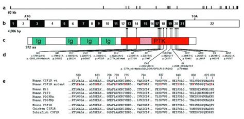 Mutations In The Colony Stimulating Factor 1 Receptor Csf1r Cause