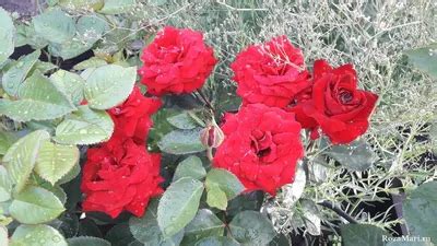 Роза николо паганини фото - 73 картинки