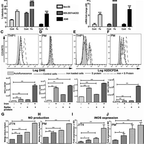 Elevated Iron Results In Higher Viral Infectivity Ace 2 Receptor