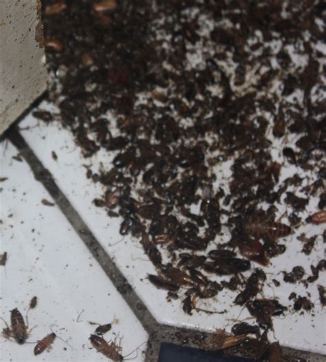 Cockroach Fumigation London 0800 955 2027 Fumigation Specialists London