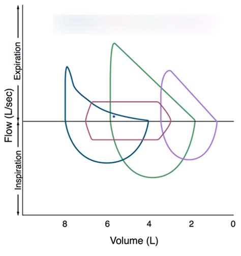 loops diagram quizlet