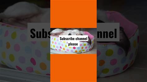 Short Youtube