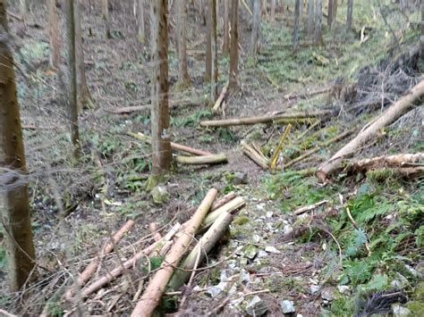 景信山から堂所山への途中で、怖い鉄塔ルートで小下沢に下りてきた Eqさんの高尾山・陣馬山・景信山の活動データ Yamap ヤマップ