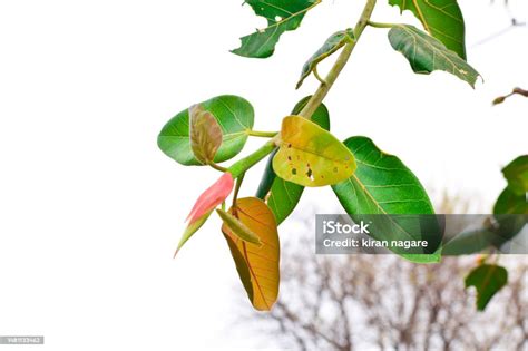 반얀 과일 Ficus Benghalensis 일반적으로 반얀 반얀 무화과 및 인도 반얀으로 알려진 인도 아대륙에 서식하는