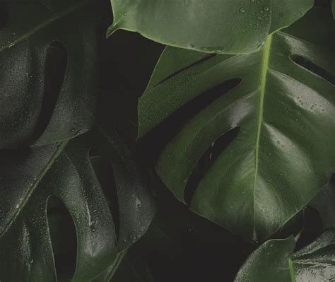 Physiology Of The Scalp Role And Composition