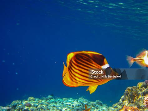 Chaetodon Fasciatus 또는 홍해의 산호초의 광대 한 나비 물고기 샤름 엘 셰이크 이집트 검은색에 대한 스톡 사진