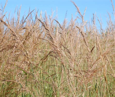 The Best Native Grass For Erosion Control And Natural Shorelines Bright Lane Gardens