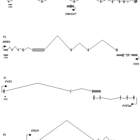 schematic diagrams of some overlapping transcripts found in our search